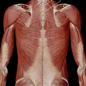 Consigli per lo sviluppo dei dorsali - Bodybuilding-Natural.com